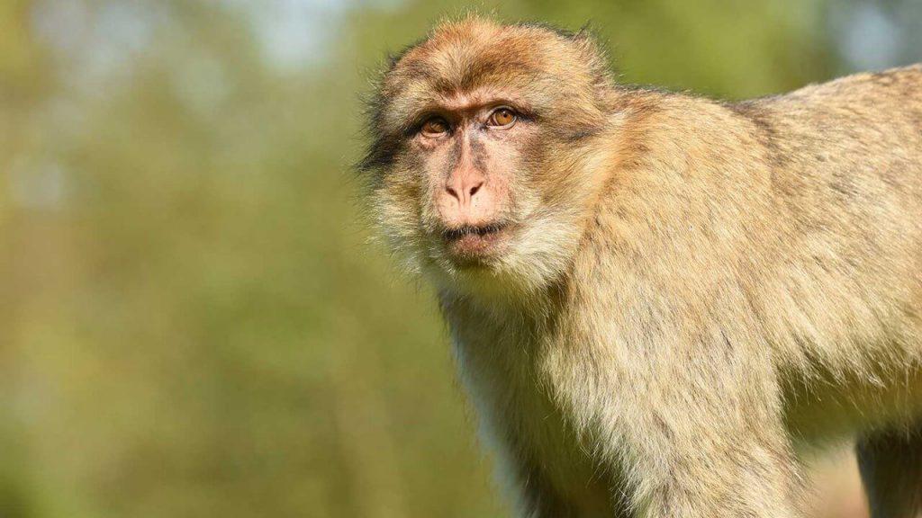 Monkey Forest at Trentham | Monkey Sanctuary | Trentham Estate