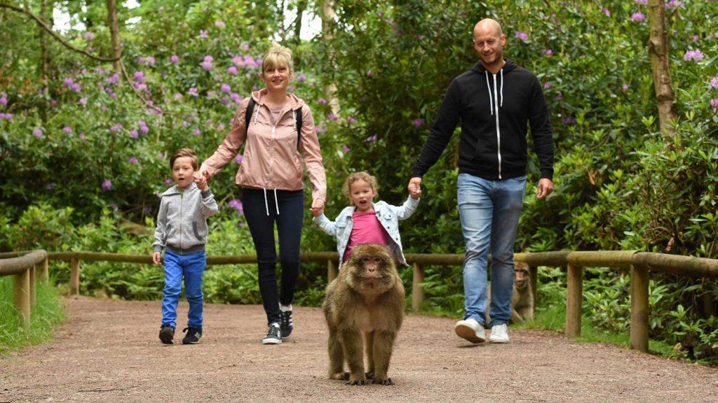Monkey Forest at Trentham | Monkey Sanctuary - Trentham Estate