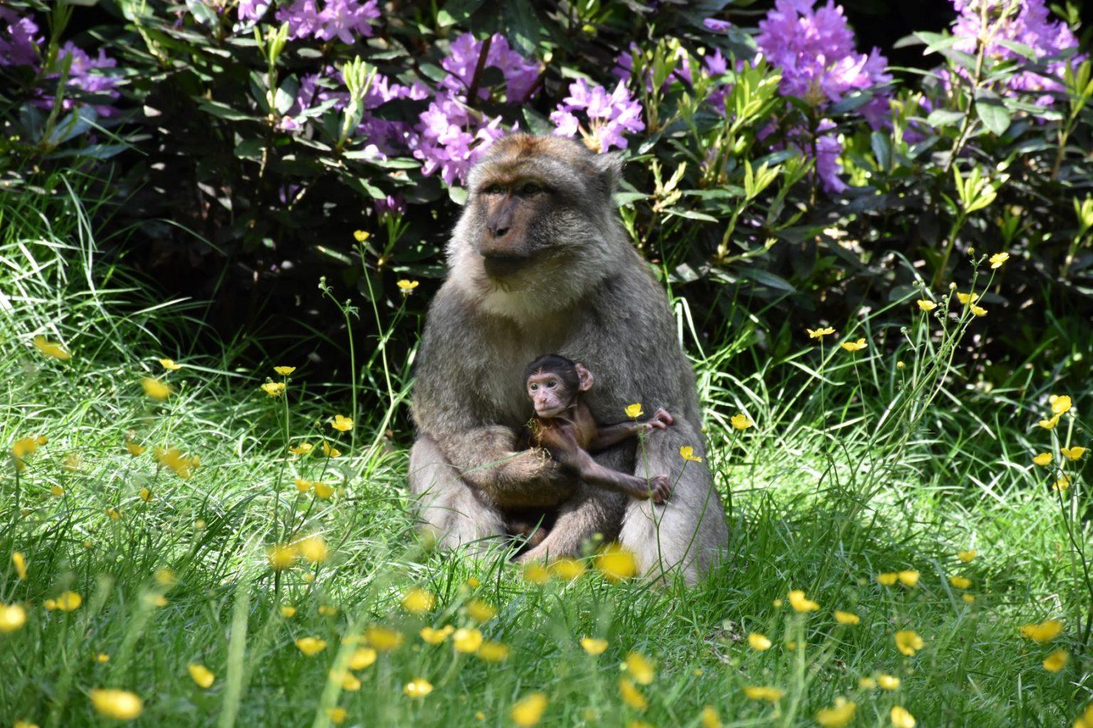Monkey Forest at Trentham | Monkey Sanctuary - Trentham Estate