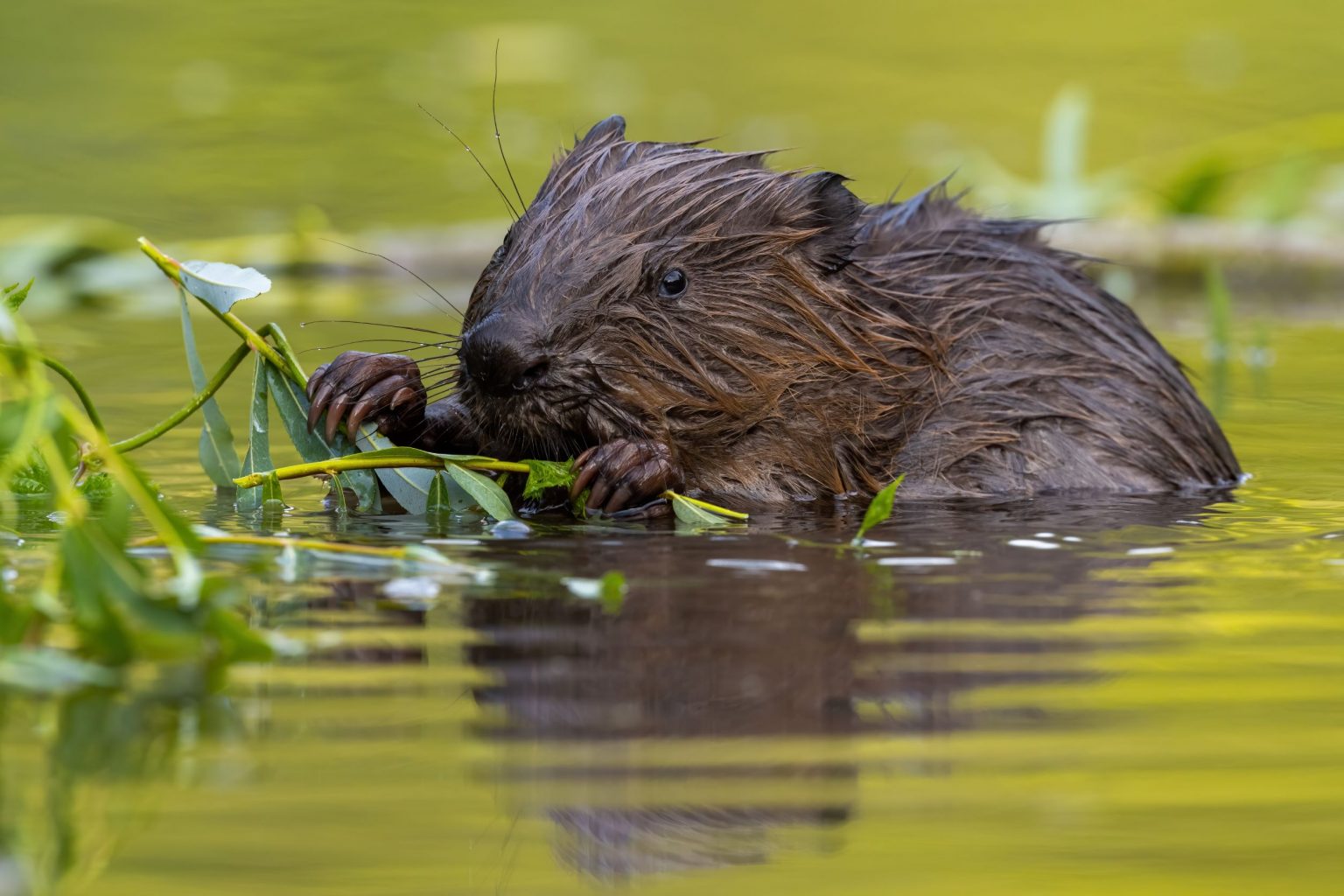 Trentham Beaver Plans Given Green Light - Trentham Estate