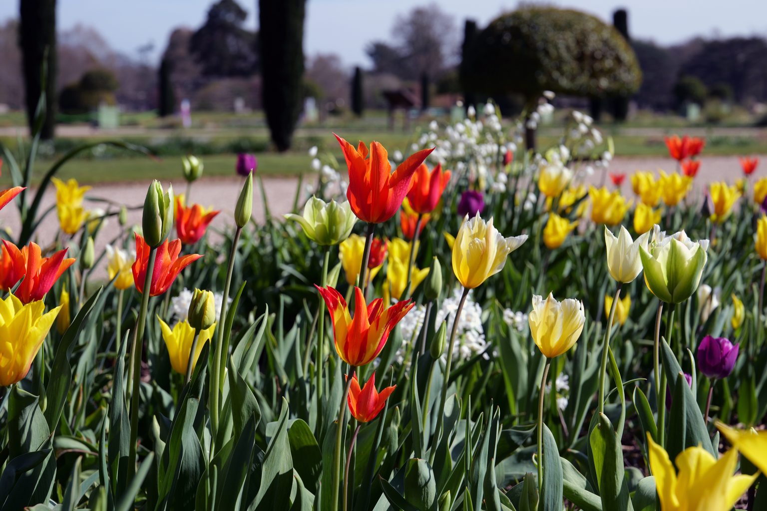 Spring Bulb Festival - Trentham Estate