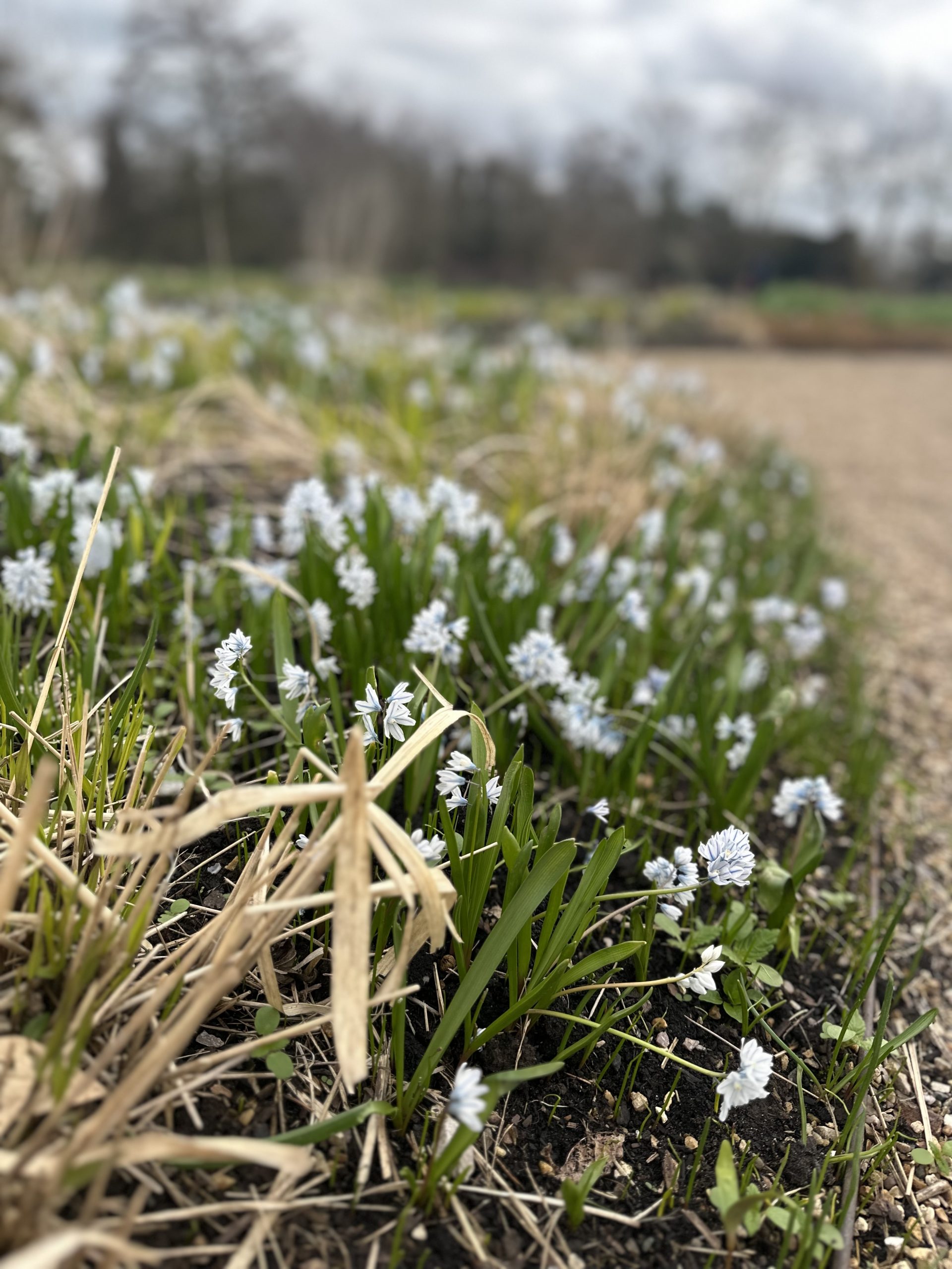 The Mummy That Eats - Spring at Trentham - Trentham Estate