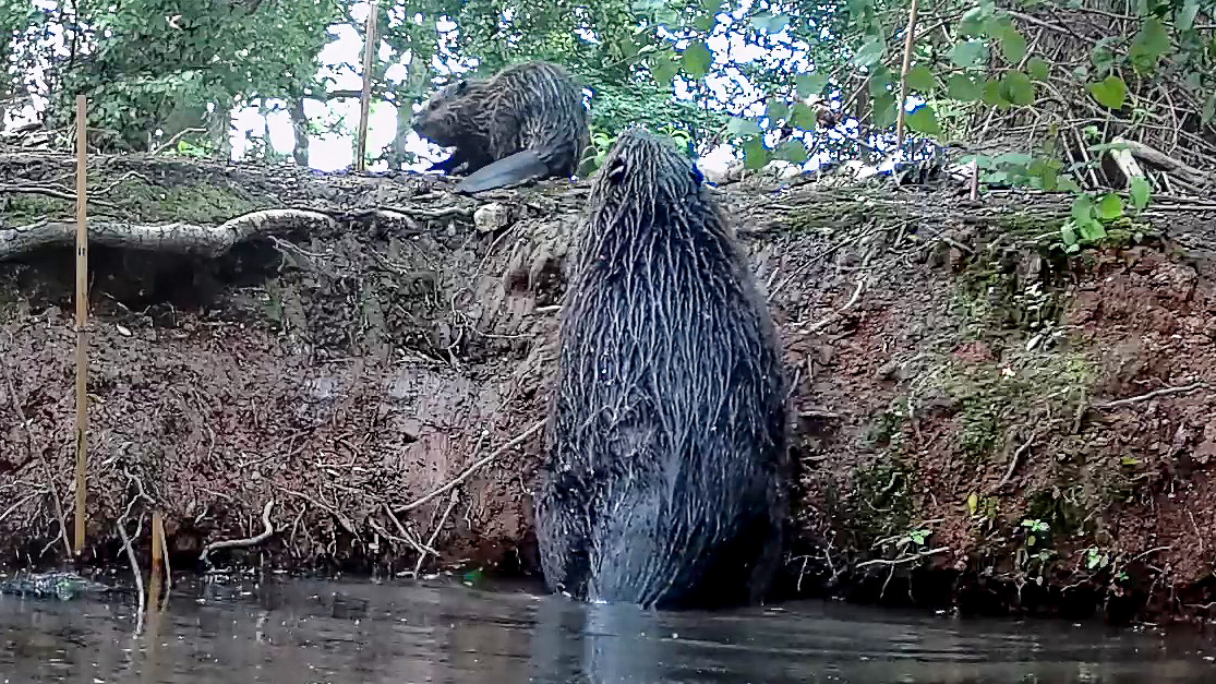 Staffordshire Welcomes First Beaver Birth in 400 Years within Britain's ...