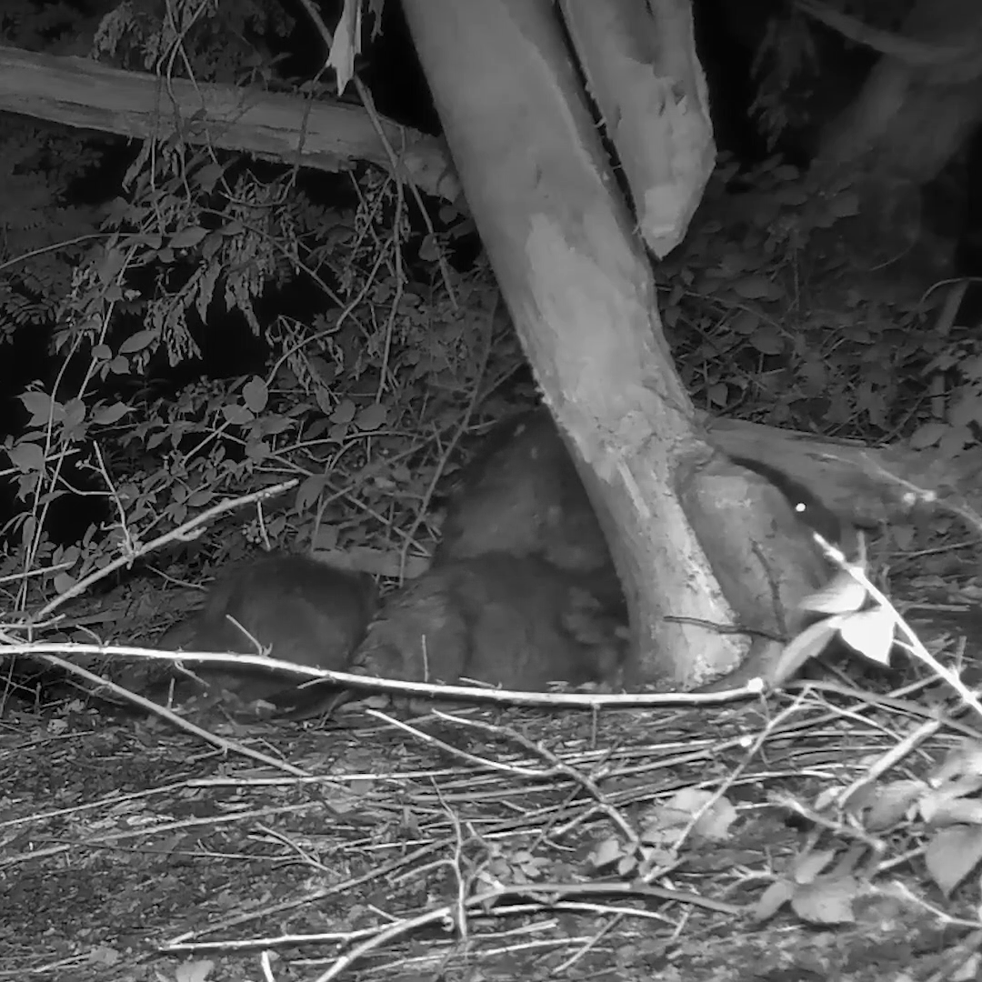 Baby Beaver Boom at Trentham: Second Kit Born in UK's Largest Enclosure ...