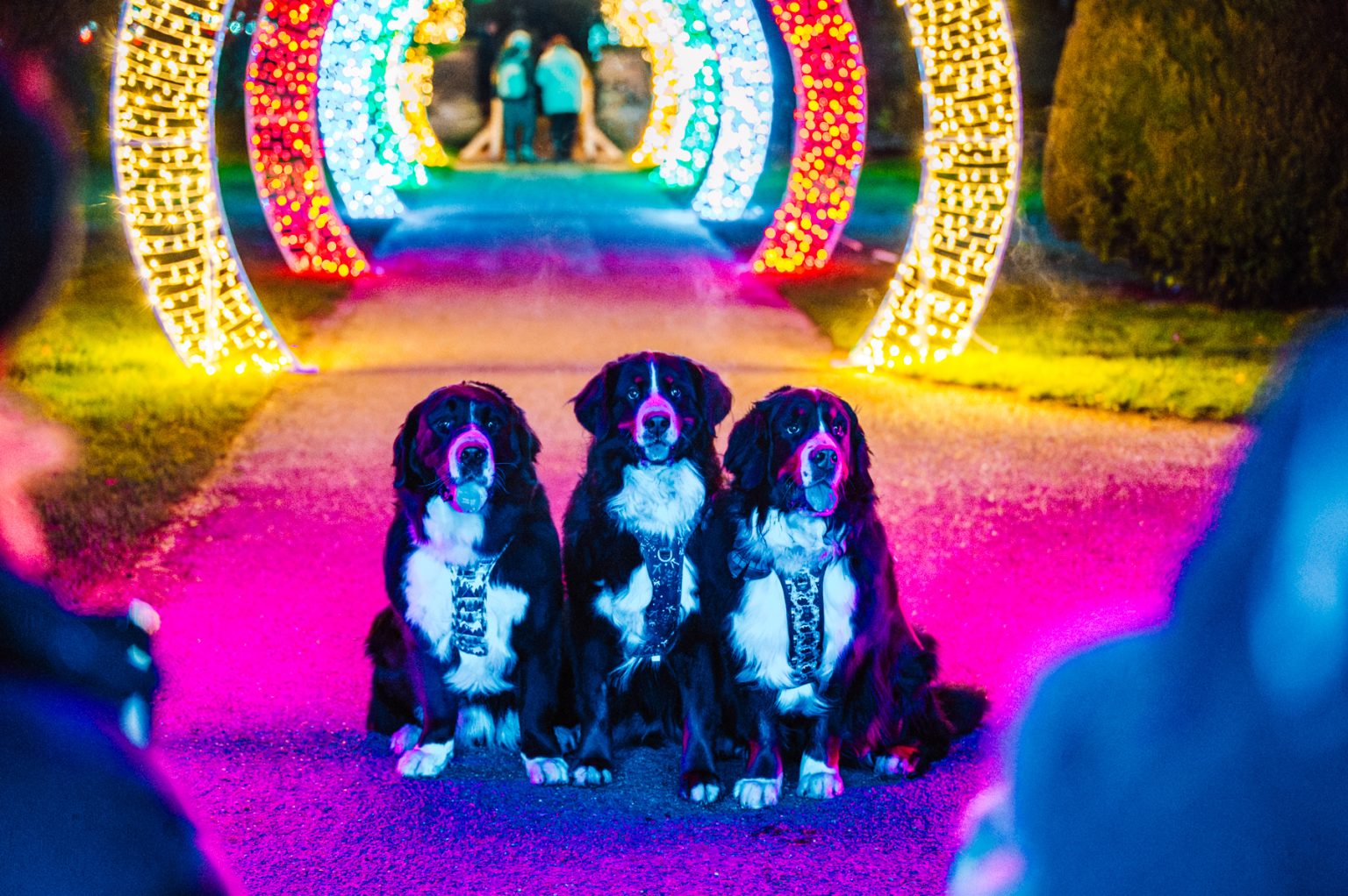 Winter Light Trail - Trentham Estate