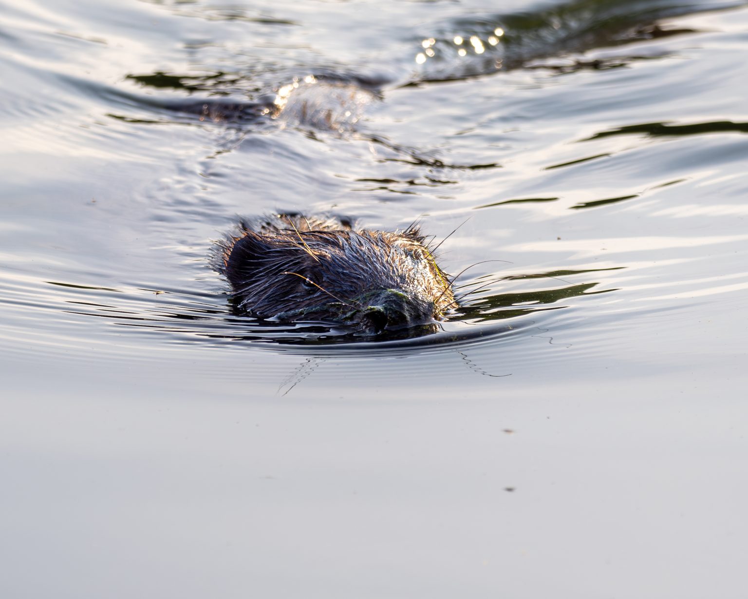 Weekend Beaver Safari - Trentham Estate