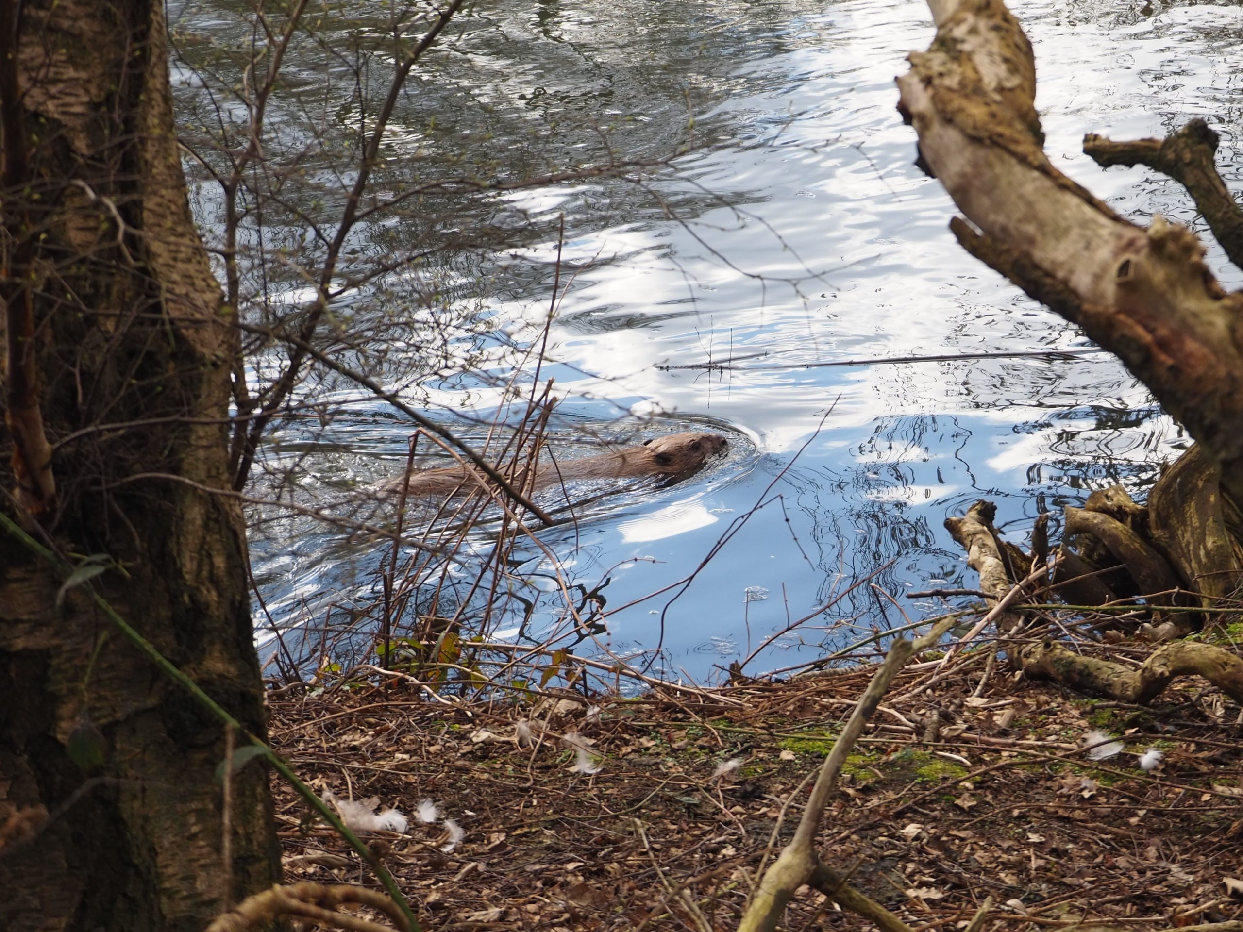 Sad Loss for Trentham: Original Female Beaver Dies After Boosting ...