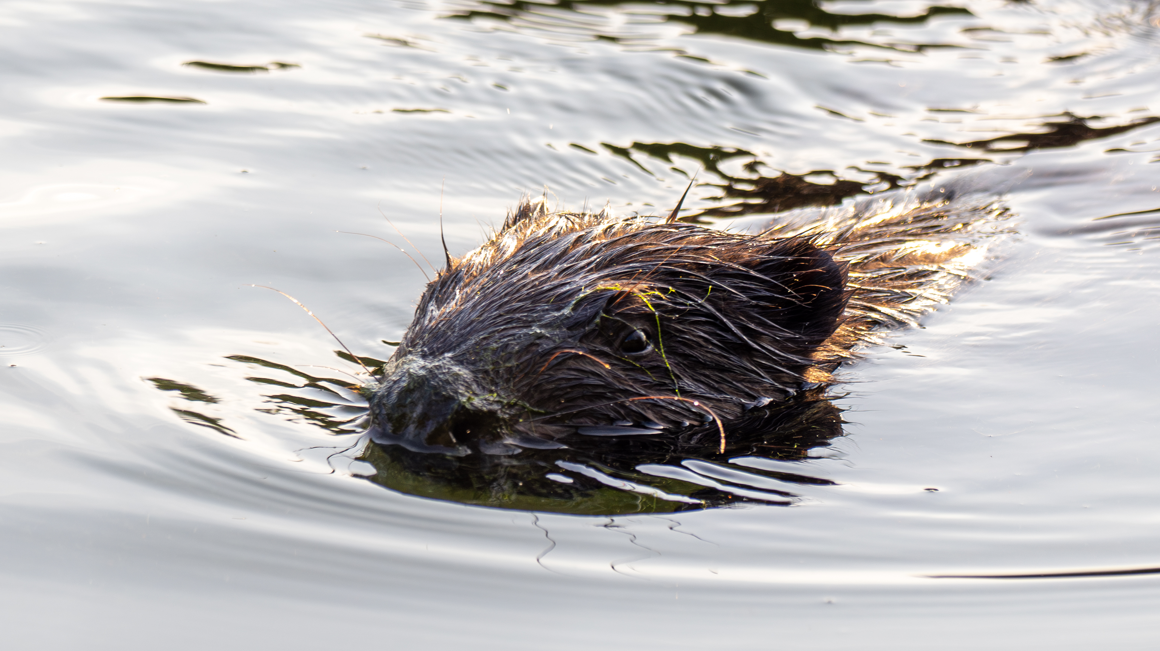 Beaver Translocation Update at Trentham - Trentham Estate